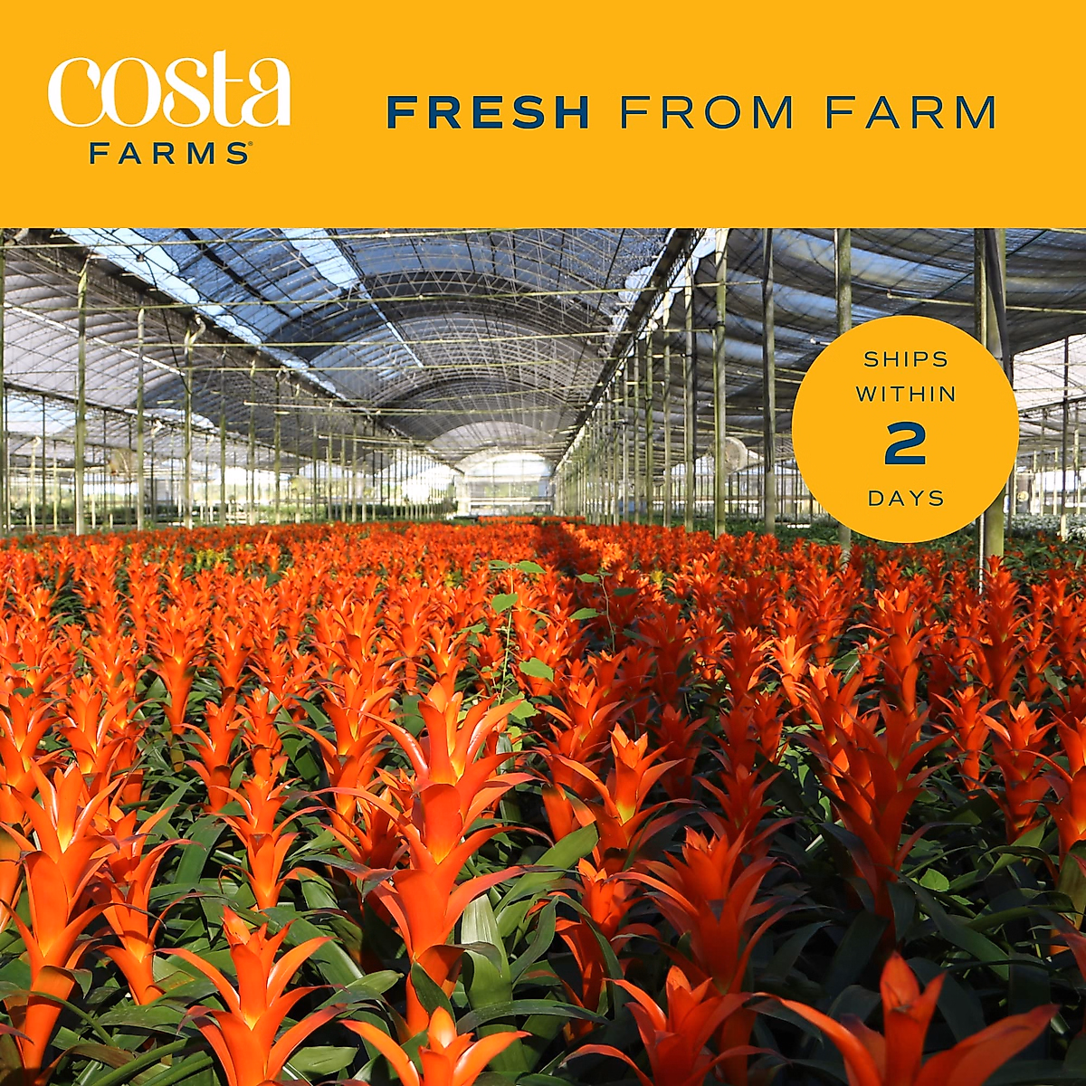 Costa Farms Bromeliad, Flowering Live Indoor Plant in Modern Flower Pot, Houseplant with Flowers in Potting Soil, Grower's Choice, New House Gift, Home or Room Decor, 20-Inches Tall