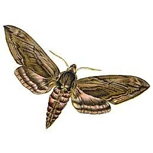 Supply Guru MothGuard 3 Pack of 5 oz Old Fashioned Original Moth Balls Repellent Closet Clothes Protector, No Clinging Odor, Kills Clothes Moths, Eggs, Larvae, and Carpet Beetles (3-Pack of 5 oz)