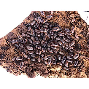 Bugzy Bugs Clown Isopods 10 Count Armadiliidium Klugii Montenegro Roly Poly Insects Cleanup Crew for Terrarium Reptile Pet Food (10 Count)