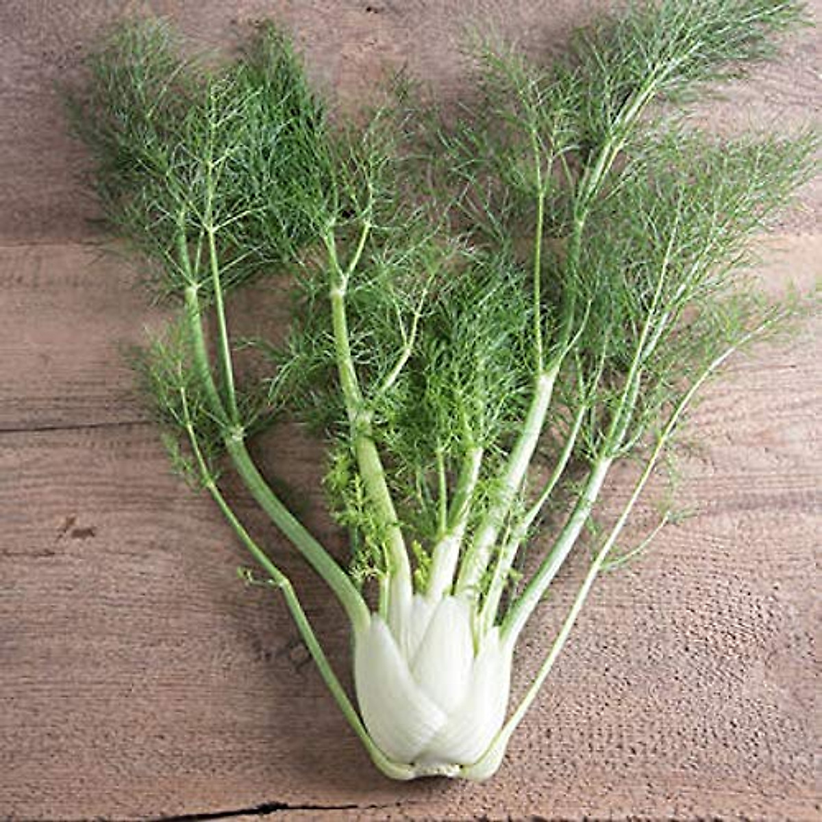 David's Garden Seeds Fennel Fino FBA-00058 (Green) 50 Non-GMO, Heirloom Seeds