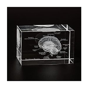 Ultrassist 3D Human Brain Crystal Model, Laser Etched Anatomical Model for Home and Office Decoration, Neurology Gifts