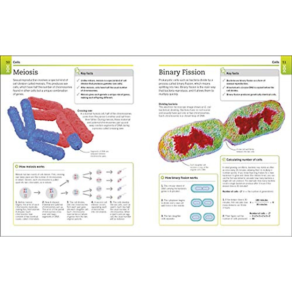 Super Simple Biology: The Ultimate Bitesize Study Guide (DK Super Simple)