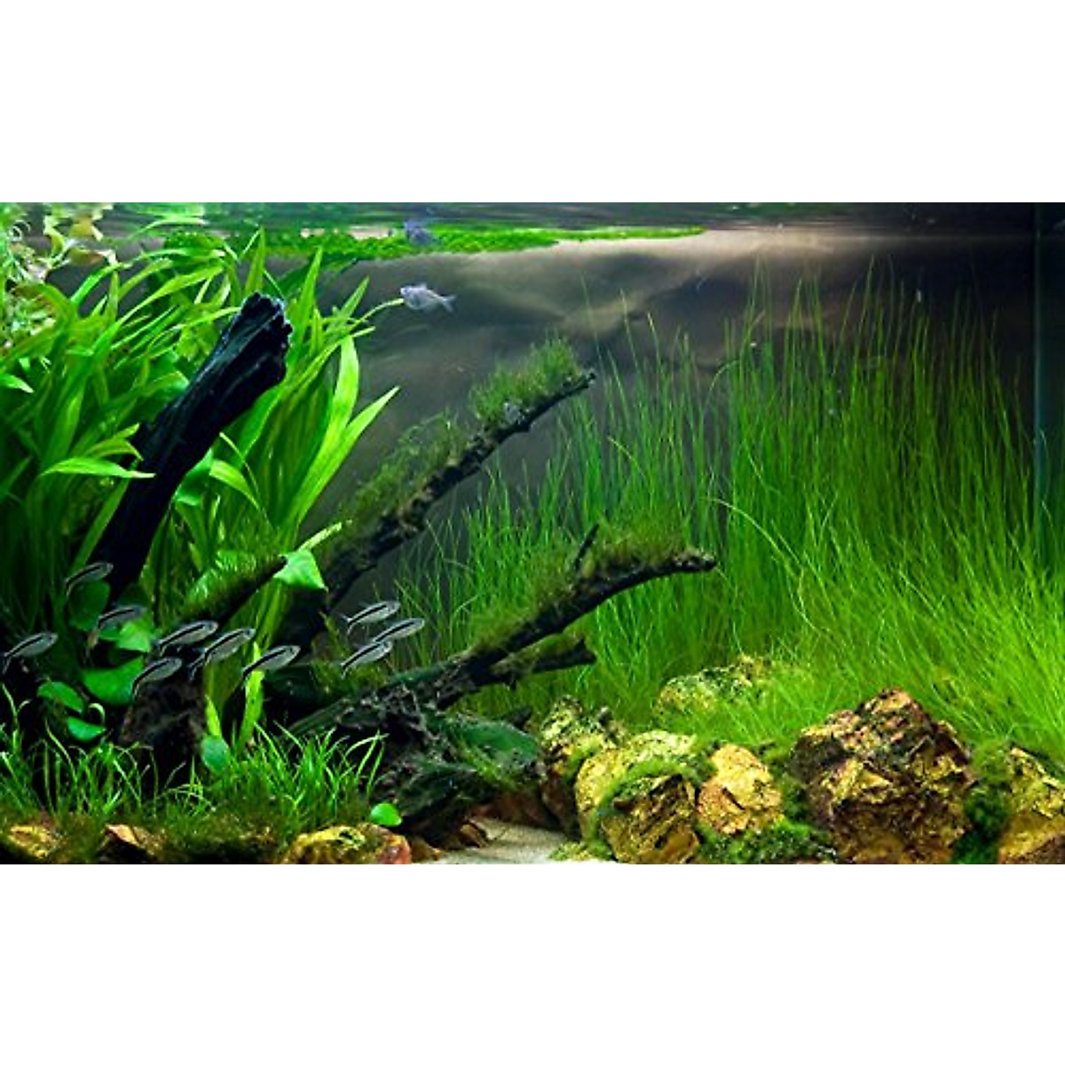 Mainam Giant Hairgrass | Eleocharis Vivipara Bundle Live Aquarium Plant for Freshwater Fish Tank Decoration 3 Days Live Guaranteed