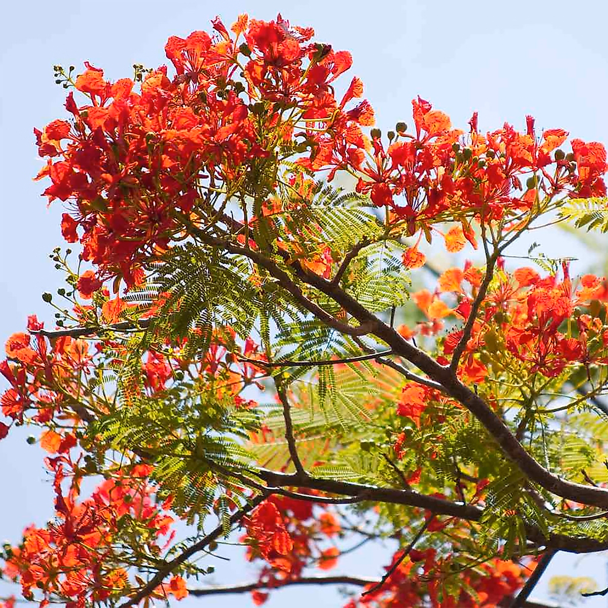 QAUZUY GARDEN 10 Flamboyant (Royal Poinciana) Delonix Regia Flame Tree Seeds, Non-GMO Heirloom Tree Seed, Striking Perennial Exotic Tropical Bonsai Accent Tree