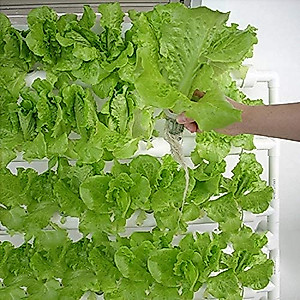 SanSanYa Hydroponic Site Grow Kit 36 Planting Sites Hydroponic Grow Kit Hydroponic Garden Plant Growing System with Rockwool Grow Baskets Sponges