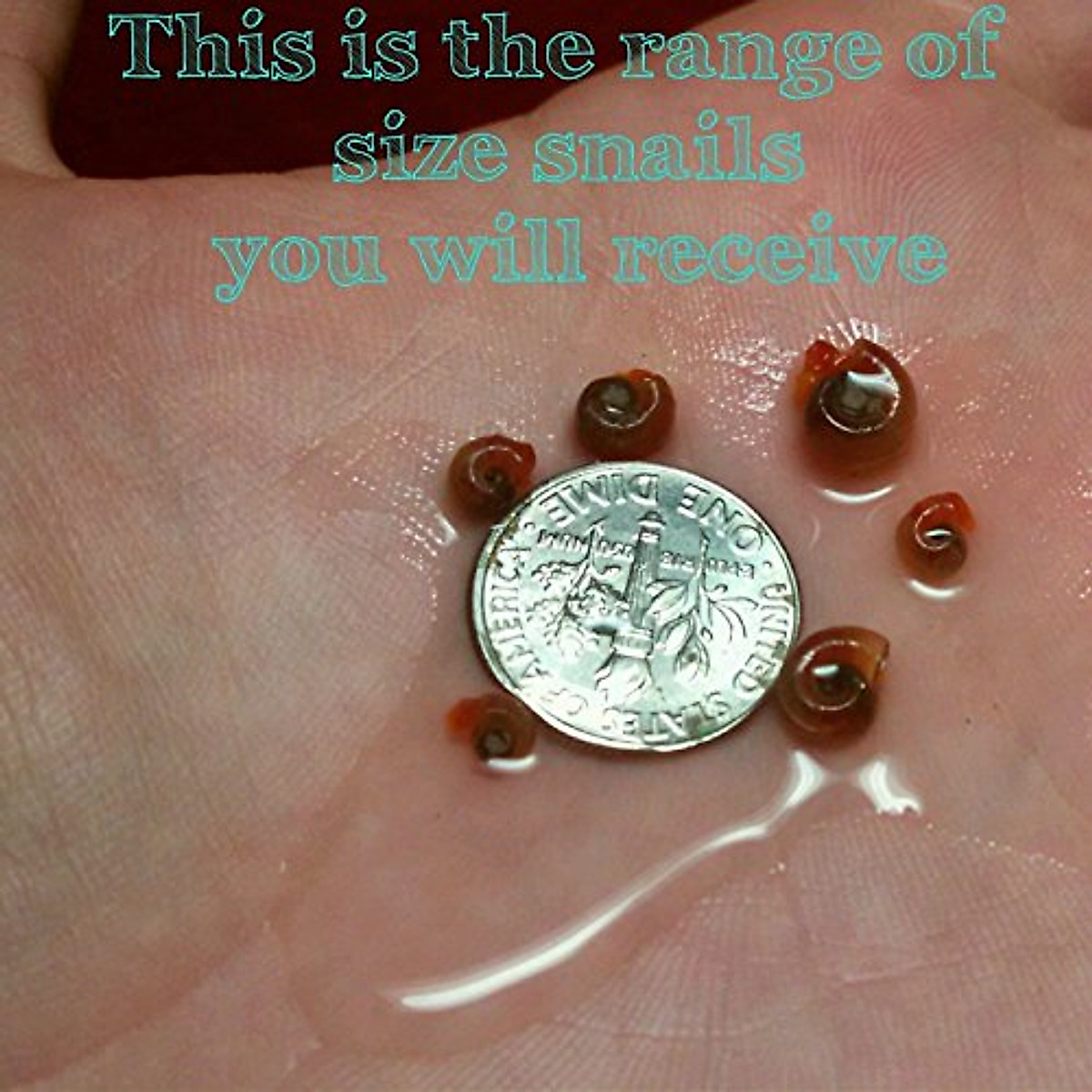 9+ Live Ramshorn Snails Aquarium or Pond, Algae Clean Up! Shipped Daily!