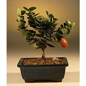 Flowering Plum Bonsai Tree-Small