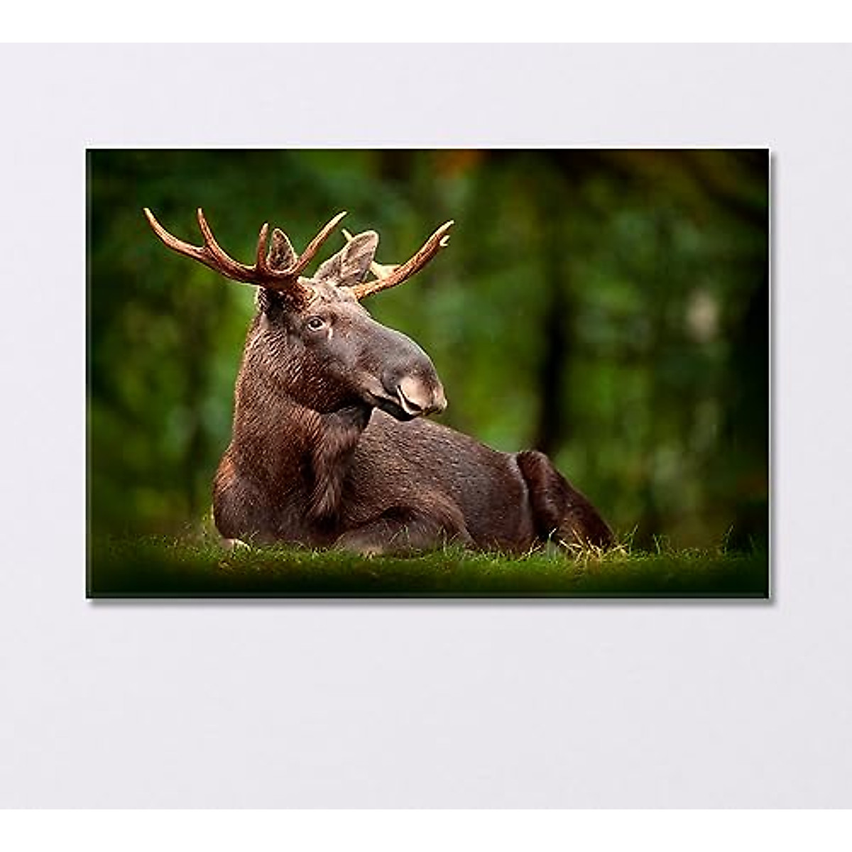 American Moose in Natural Habitat Canvas Print 5 Panels / 36x24 inches