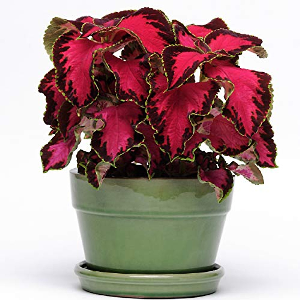 Outsidepride Coleus Chocolate Cherry Foliage Indoor Or Outdoor House Plant Flower Seeds -10 Seeds