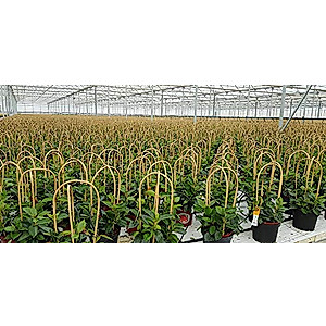 10-Packed In Carton, 18" Natural Bamboo U Trellis Support For Climbing Plants, U Hoop Trellis Perfect For Potted Plant Growing