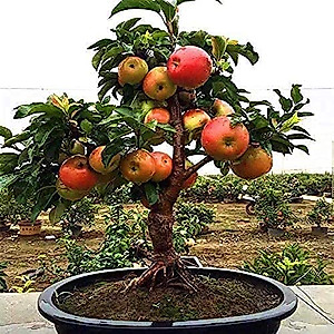 MITRAEE Dwarf Bonsai Apple Tree Seeds - 100 Pcs Seeds - Grow Exotic Indoor Fruit Bonsai