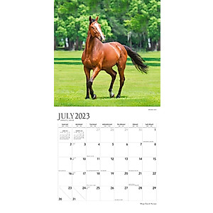 Magnificent Horses | 2024 12 x 24 Inch 18 Months Monthly Square Wall Calendar | Foil Stamped Cover | July 2023 - December 2024 | Plato | Animals Equestrian