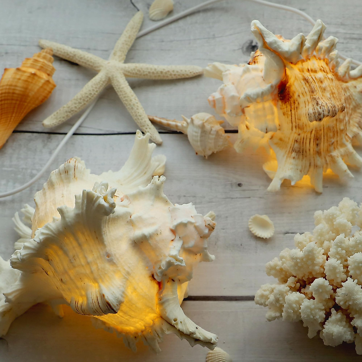 MIYA LIFE Magic Conch Shell Lamp - LED Lighted Real Conch Shell Night Light (Medium, Largest Side Around 5.5'') USB Plug & Battery Powered Seashell Lamp Sea Lamp for Bedroom Beach Themed Room Decor