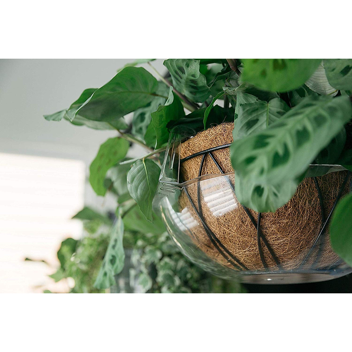 Curtis Wagner Plastics Hanging Wire Coco Basket Drip Pan (5-Pack) - 12-14 Inch - Fast & Easy Snaps, Used Indoors, Outdoors & Garden Potting