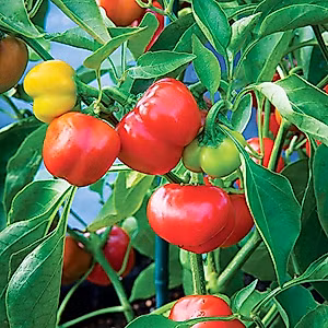 QAUZUY GARDEN 25 Seeds Red Manzano Chili Pepper Seeds, Capsicum pubescens Chile Rocoto Locoto Plant Seeds- Organic Non-GMO Vegetable Survival Gear Food Seeds