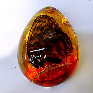 VORCOOL Amber Fossil with Insects Samples Stones Crystal Specimens Home Decorations Collection Oval Pendant for Kids (Random Pattern，8 x 6 x 1.8cm,1pc)