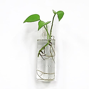 Bunhut Wall Planters for Indoor Plants,Wall Hanging Terrarium Planters,Glass Wall Planters for Floral Arrangement,Hanging Plant Holder, Wall Vase,Wall Mounted Planters (4 Glass Wall Planter)