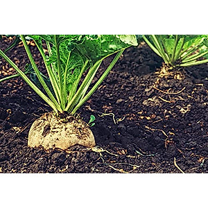 Sugar Beets, 100+ Heriloom Seeds Per Packet, (Isla's Garden Seeds), Non GMO Seeds, Botanical Name: Beta vulgaris subsp. vulgaris convar. vulgaris VAR. altissima
