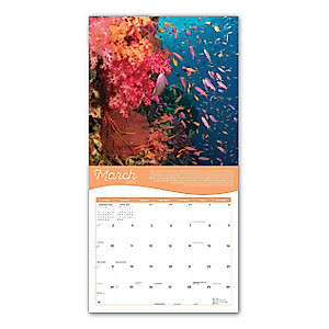 Coral | 2024 Wall Calendar | 12x24 Inch | Marble City Press