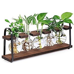 THYGIFTREE Plant Propagation Stations with Wooden Stand, Desktop Retro Plant Terrarium Bulb Vase for Indoor Hydroponic Flowers, Tabletop Glass Planter Housewarming Gifts for Plant Lovers