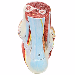 Axis Scientific Anatomy Model of Foot with Muscles, Ligaments, Nerves and Arteries, 9 Removable and Numbered Parts Show Internal Foot Detail and Structure, Study Guide