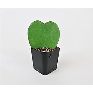 Athena's Garden Modern Black Pot with Polished River Rocks and Lichen. Live Heart-Shaped Hoya Plants Square, Green