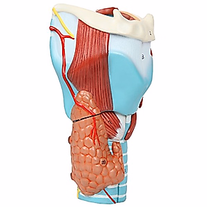 Axis Scientific Anatomy Model of Human Larynx | Model is 9 Inches Tall and 5 Times Life Size | Details Anatomy of Vocal Folds and Dissects Into 5 Parts | Comes with a Study Manual