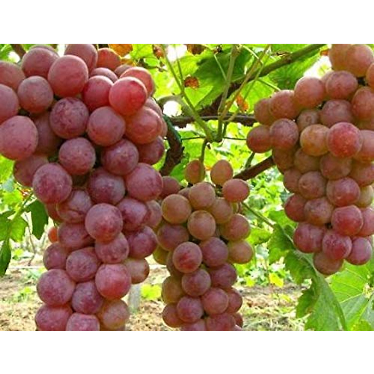 50+ Grape Seeds Vine Fruit Seed Fruit Plant Home Garden Non-GMO