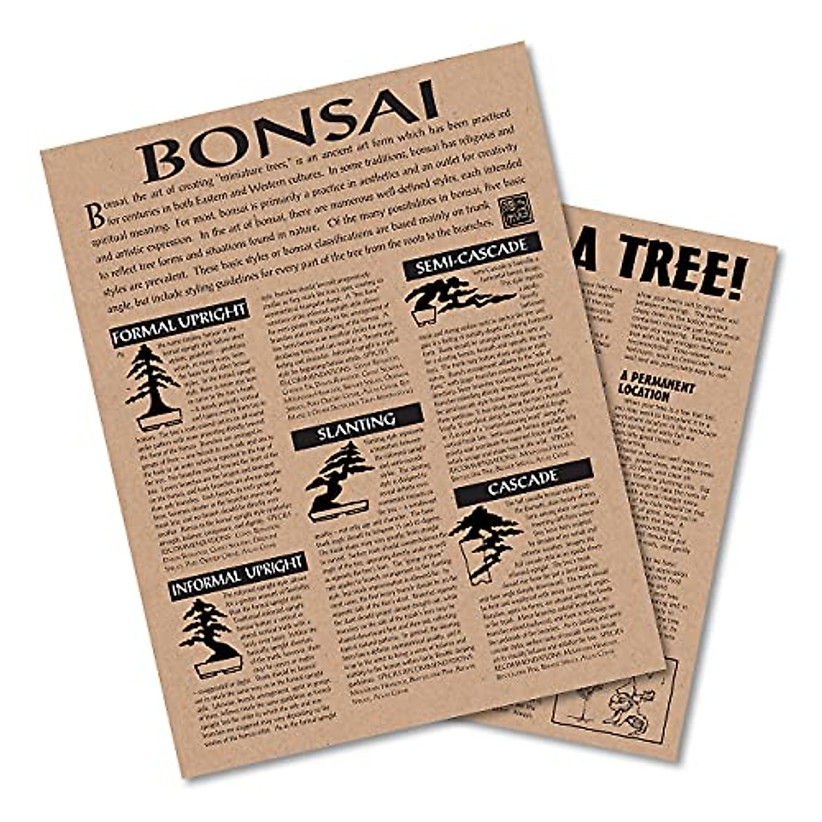 Bonsai Tree | Rocky Mountain Juniper | Seed Grow Kit | The Jonsteen Company