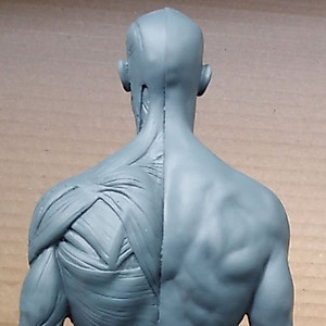 Aphrodite US STOCK New Human Anatomical Anatomy Skull Head Body Model Muscle Bone (30cm) Height by Oubo