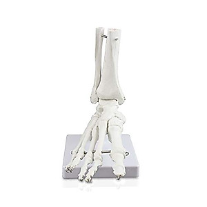 Vision Scientific VAJ211 Foot Skeleton Model (Right) | Shows Distal Portions of The Tibia and Fibula | Fully Articulated | Connected with Flexible Wire to Demonstrate Natural Movement