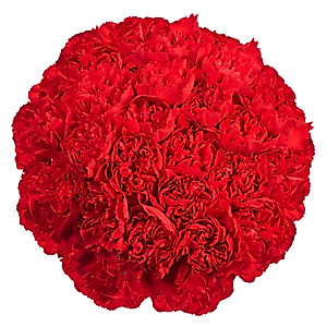 Fresh Flowers- 100 Red Carnations- Beautiful Gift (OM)