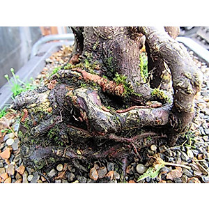 39 Year Old Japanese Butterfly Maple Specimen Bonsai Tree