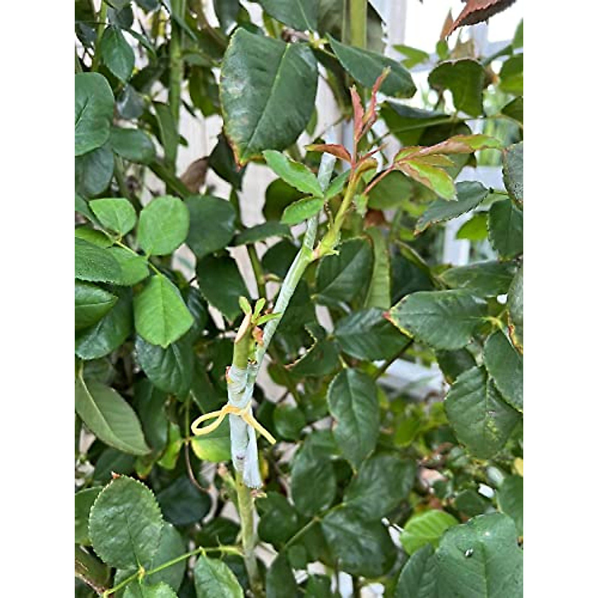 HAINANSTRY Grafting Tape 2 PCS, Stretchable Garden Grafting Tape Plants Repair Tapes for Floral Fruit Tree and Poly Budding Tape - Green & White