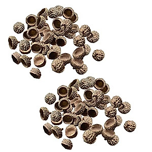 DYNWAVE 200Pcs Natural Acorns Caps Decorative for Craft Vase Fillers Home Garland Autumn Embellishments Ornaments