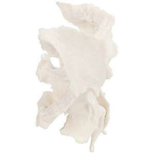 Axis Scientific Human Sphenoid Bone Model | Cast from a Real Human Sphenoid Bone Specimen | Life Size Replica Details All Fissures, Canals, and Processes | Includes Product Manual