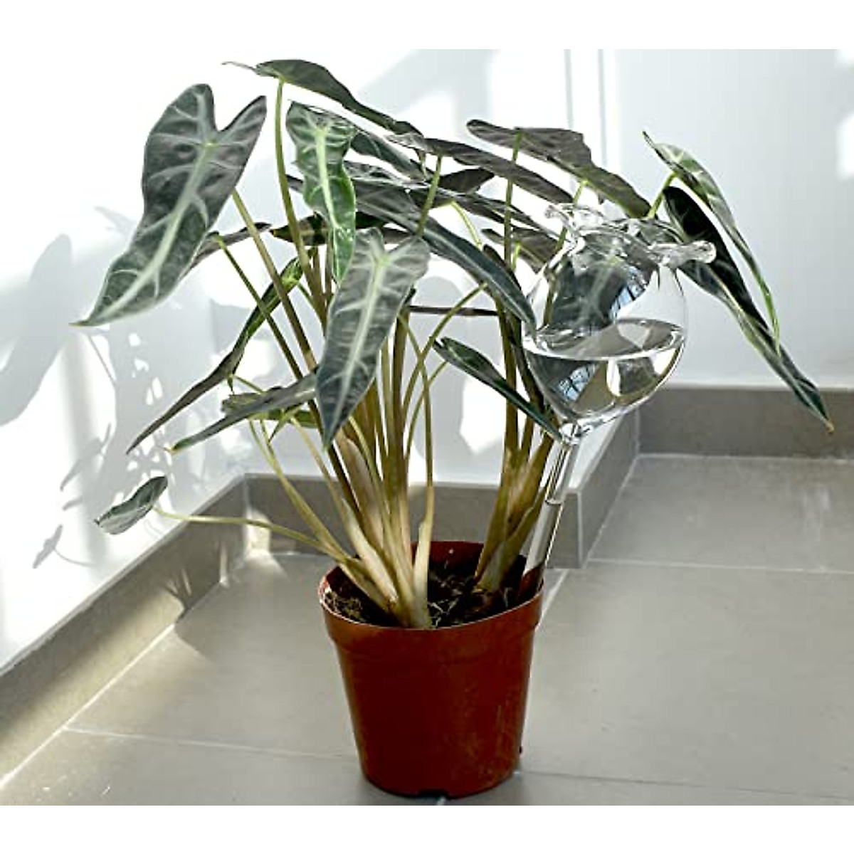 Adabocute Plant Waterer Self Watering Globes Self Watering Spikes, Hand Blown Clear Glass Plant Water Bulbs Devices for Indoor & Outdoor, Fill from Top, 2 Flower Shape