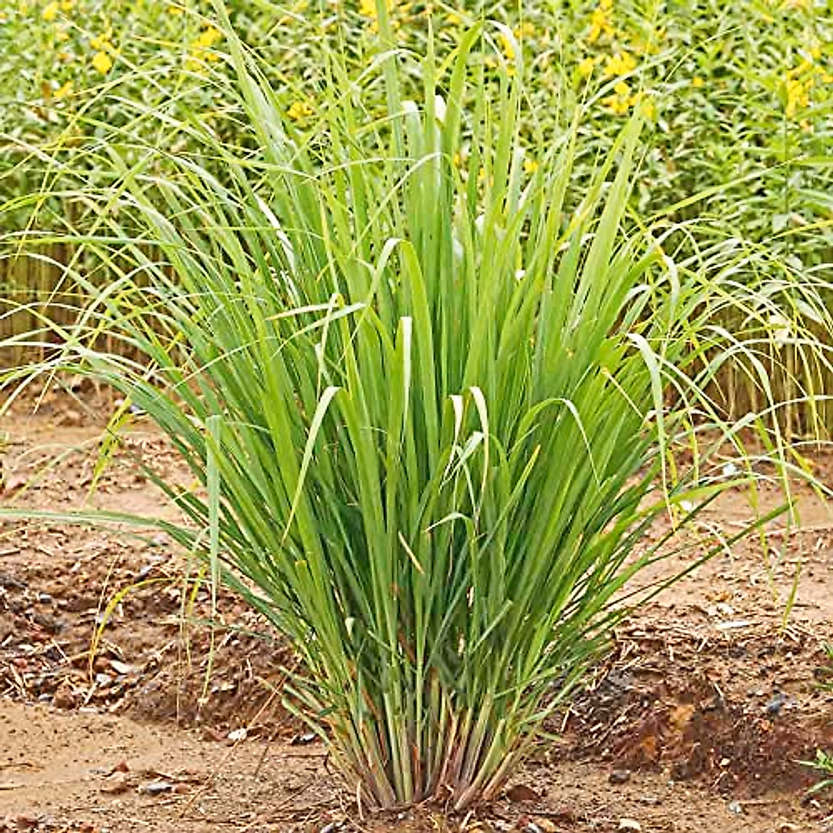YEGAOL Garden 125Pcs Lemongrass Seeds Cymbopogon Citratus Edible Ornamental Cooking Fast-Growing Fragrant Drought Tolerant Perennial Annual Potted Patio Border Garden Plant Herb Seeds