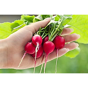 Cherry Belle Radish Seeds for Planting, 100+ Heirloom Seeds Per Packet, (Isla's Garden Seeds), Non GMO Seeds, Botanical Name: Raphanus sativus, Great Home Garden Gift