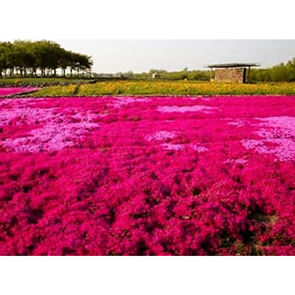 Seeds Of Strength Thyme Seeds - 2000 Mix Red Creeping Thymus Ground Cover Bulk for Planting Flower Home Garden