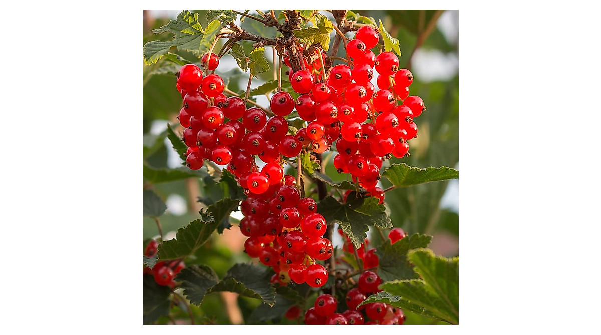 Bobby Courtyard Red Lake Currant Seeds - 100 Pcs for Planting