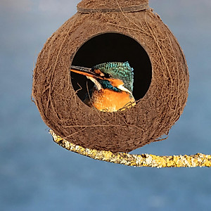 balacoo 2pcs Coconut Parakeet Nesting Box - Hanging Bird Nest Hut Natural Coconut Birdhouse Cage, Bird Hideout, Breeding Nest for Parrot Parakeet and Small Birds