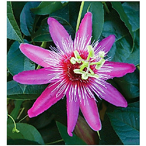 99roadsgarden Passion Flower Seeds Mixed Color 50+ Passion Fruit Seeds - Vine Perennial Flower Seeds