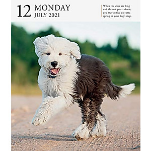 Dog Page-A-Day Gallery Calendar 2021