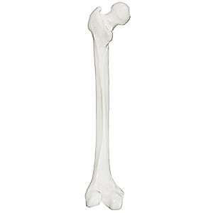 Axis Scientific Femur Bone Model | Left | Cast from a Real Human Femur Bone l Upper Leg Bone Model Has Realistic Texture and Important Bony Landmarks | Includes Product Manual