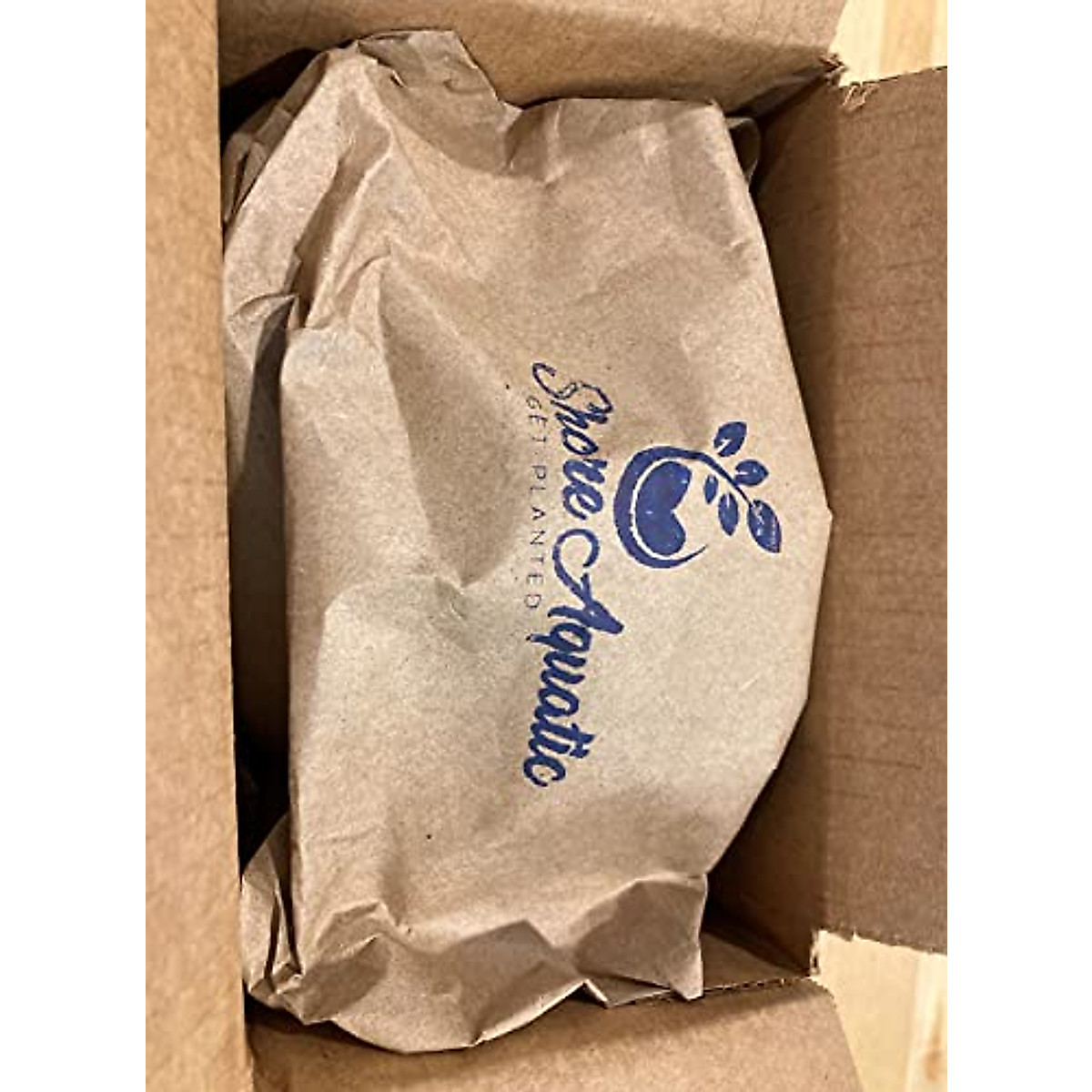 Shore Aquatic LLC Mystery Snail 3PK (Pomacea Bridgesii) Mix Colored Pack with Java Moss - Live Freshwater Snails Insulated Priority Mail