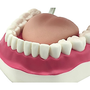 Dental Teeth Care Model with Toothbrush,32 Teeth,Kouber Human Anatomical Model,4"x 5" x 7"