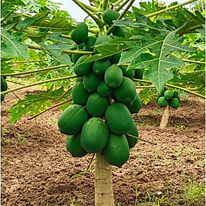 Dwarf Papaya Seeds Sweet and Juicy Flavor Rich in Vitamins Small Gardens Pots Outdoor 20Pcs Fruit Tree Seeds by YEGAOL Garden