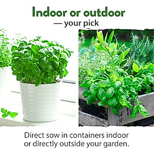 15 Culinary Herb Seeds Vault - Heirloom & Non GMO (2X More) 4900+ Seeds for Planting Indoor or Outdoor Herbs Garden | Gardening Gift for Men Women - Basil, Cilantro, Chives, Lavender, Mint, Thyme