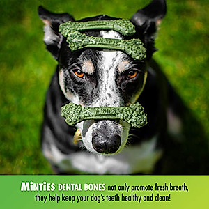 VetIQ Minties Dog Dental Bone Treats, Dental Chews for Dogs, (Perfect for Tiny / Small Dogs under 40 lbs), 80 Treats (box)